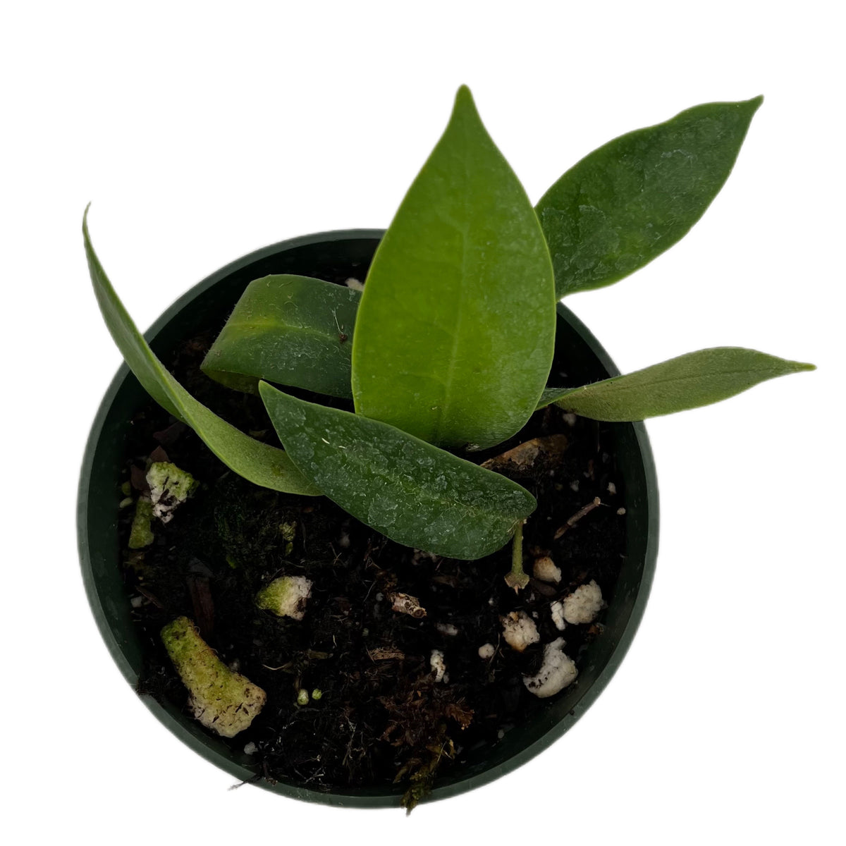 Hoya patella pink flowers — Ecuagenera USA Corp