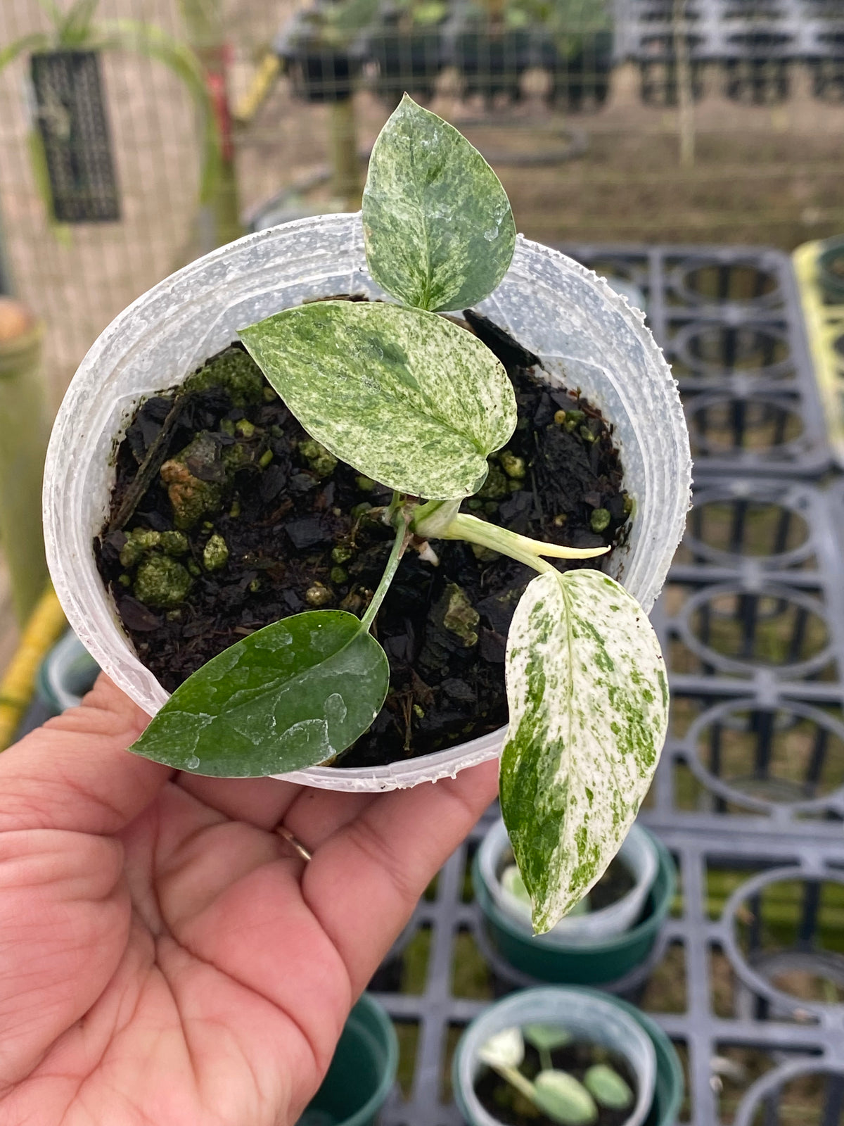 Epipremnum sp. Bali Hanoman var - Rare Variegated Climbing Plant ...