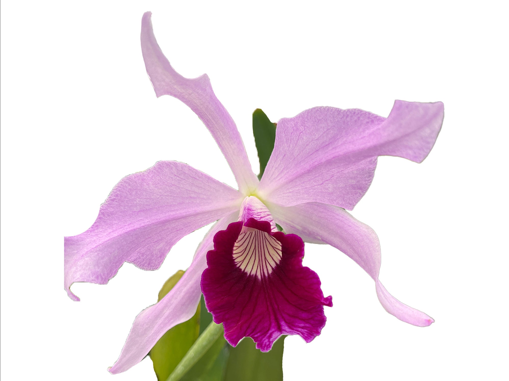 Laelia purpurata Ecuagenera x vinicolor Inti - Unique Hybrid ...