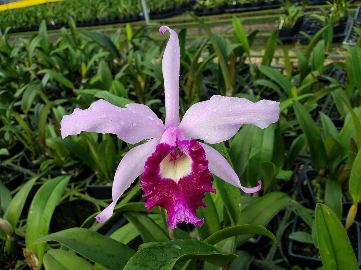 Cattleya x irrorata 'Aquimi-alba x purple lip' — Ecuagenera USA Corp