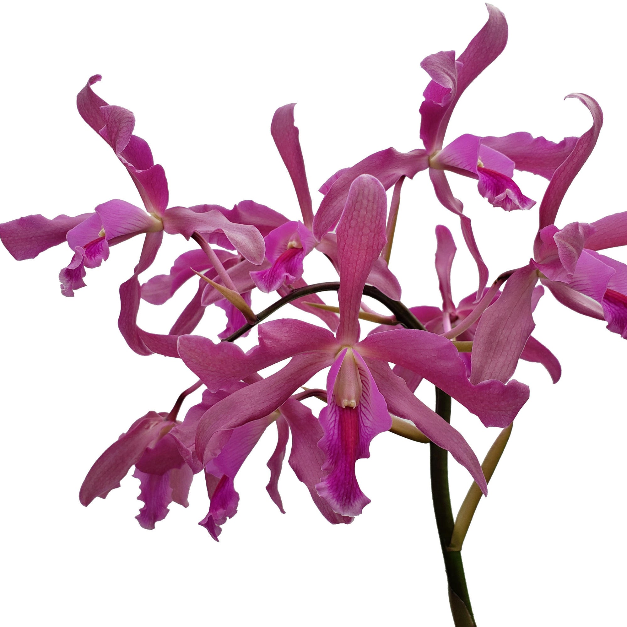 Cattleya — Ecuagenera USA Corp
