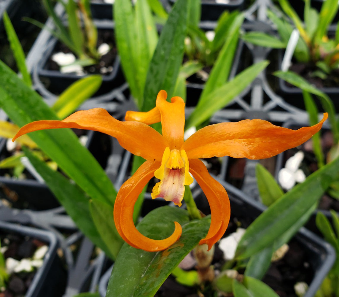 Laeliocattleya Ross Otto — Ecuagenera USA Corp
