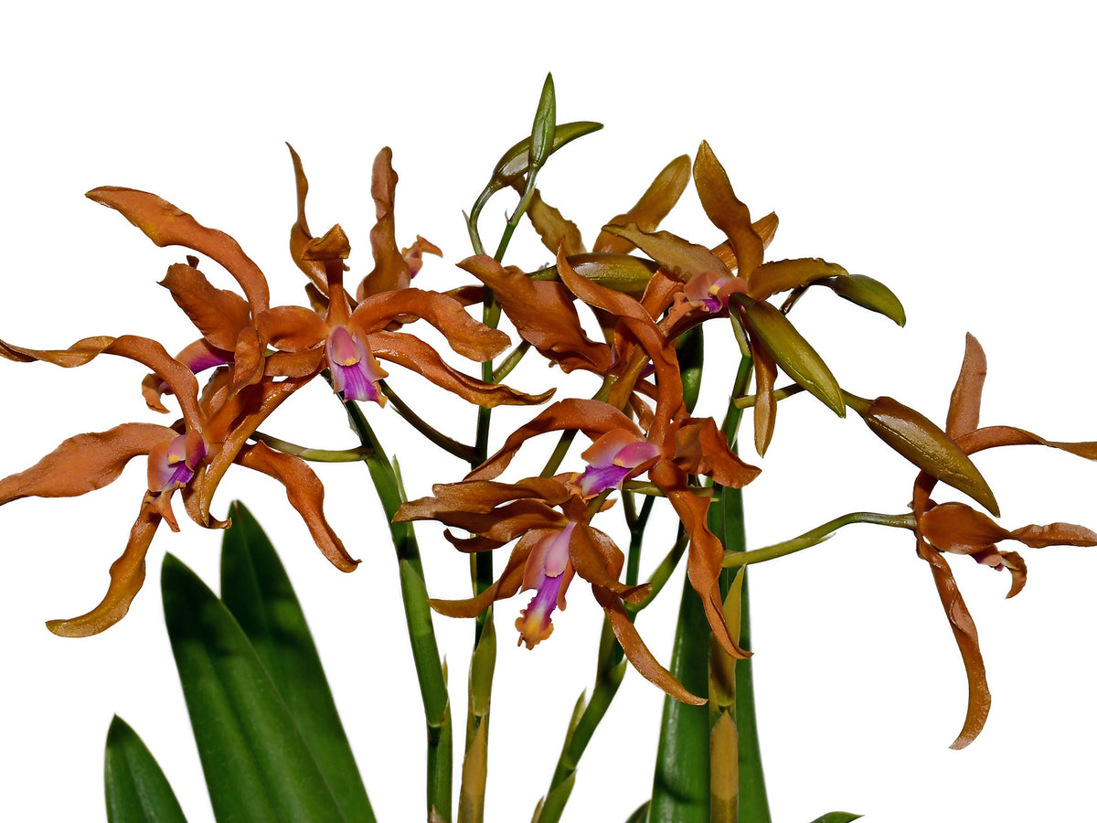 Laeliocattleya Ross Otto - Commemorative Hybrid Orchid — Ecuagenera USA ...
