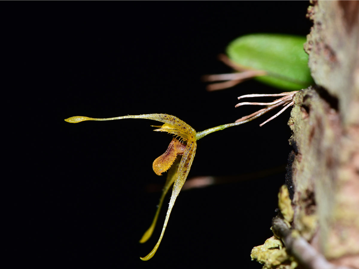 Muscarella clavigera — Ecuagenera USA Corp