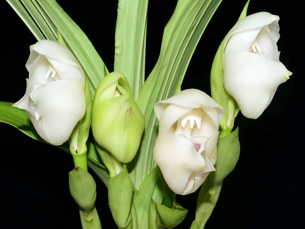 Anguloa — Ecuagenera USA Corp