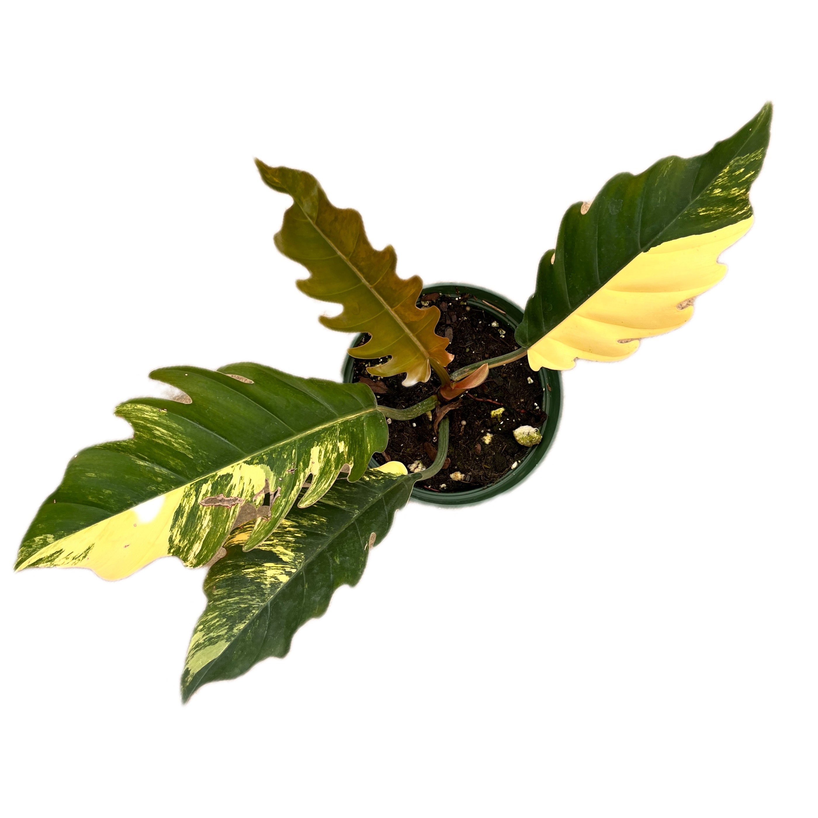 Philodendron Caramel marble — Ecuagenera USA Corp