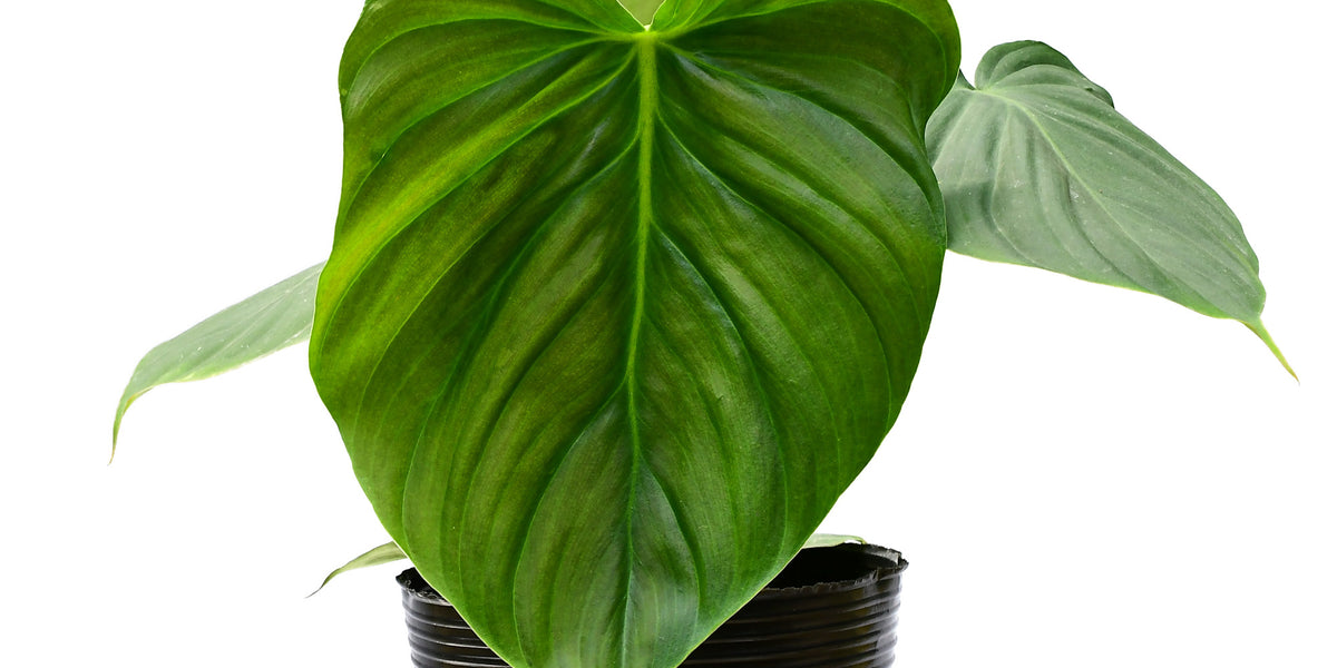 Philodendron Celebration (Big) — Ecuagenera USA Corp