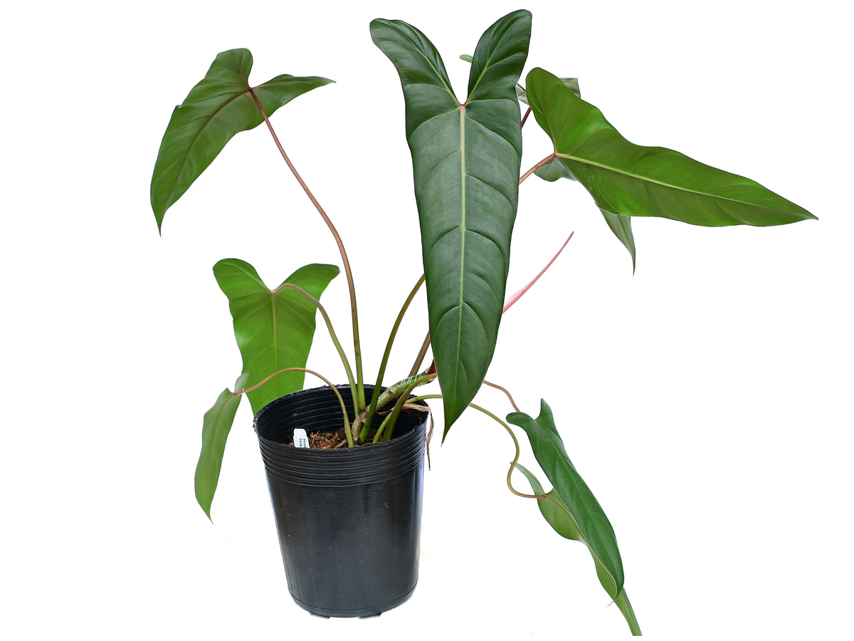 Philodendron Pangui Sunset (S) — Ecuagenera USA Corp