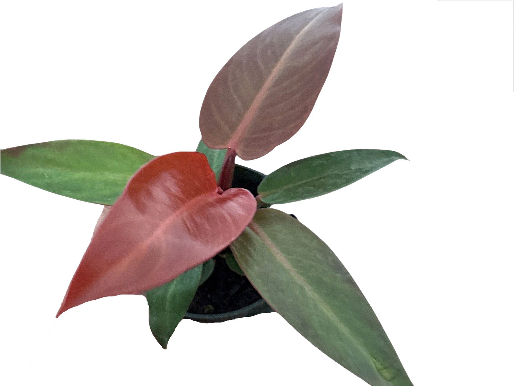 Philodendron Red Sun - Vibrant Red Hybrid Aroid | Ecuagenera USA ...