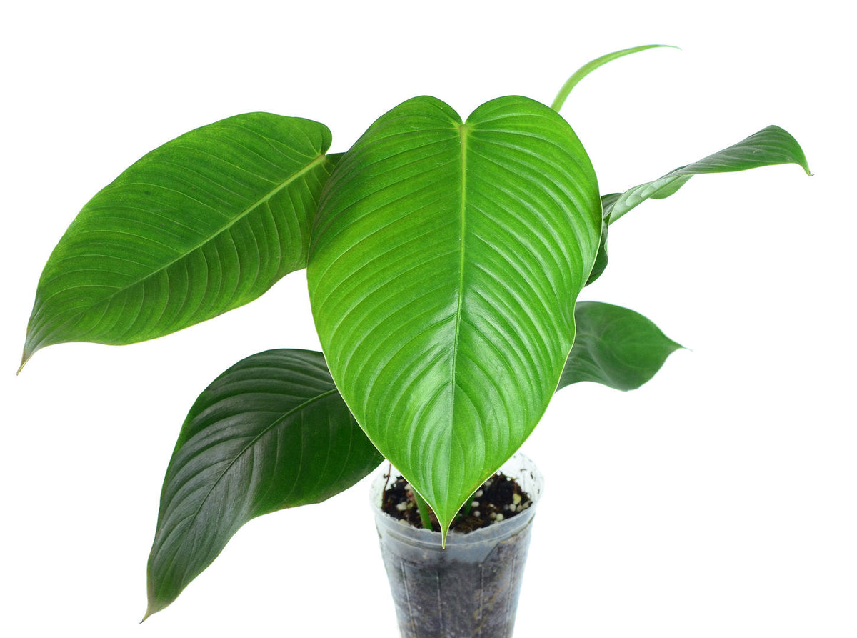 Philodendron scherberichii Ecuagenera (S) - Rare Climbing Aroid ...