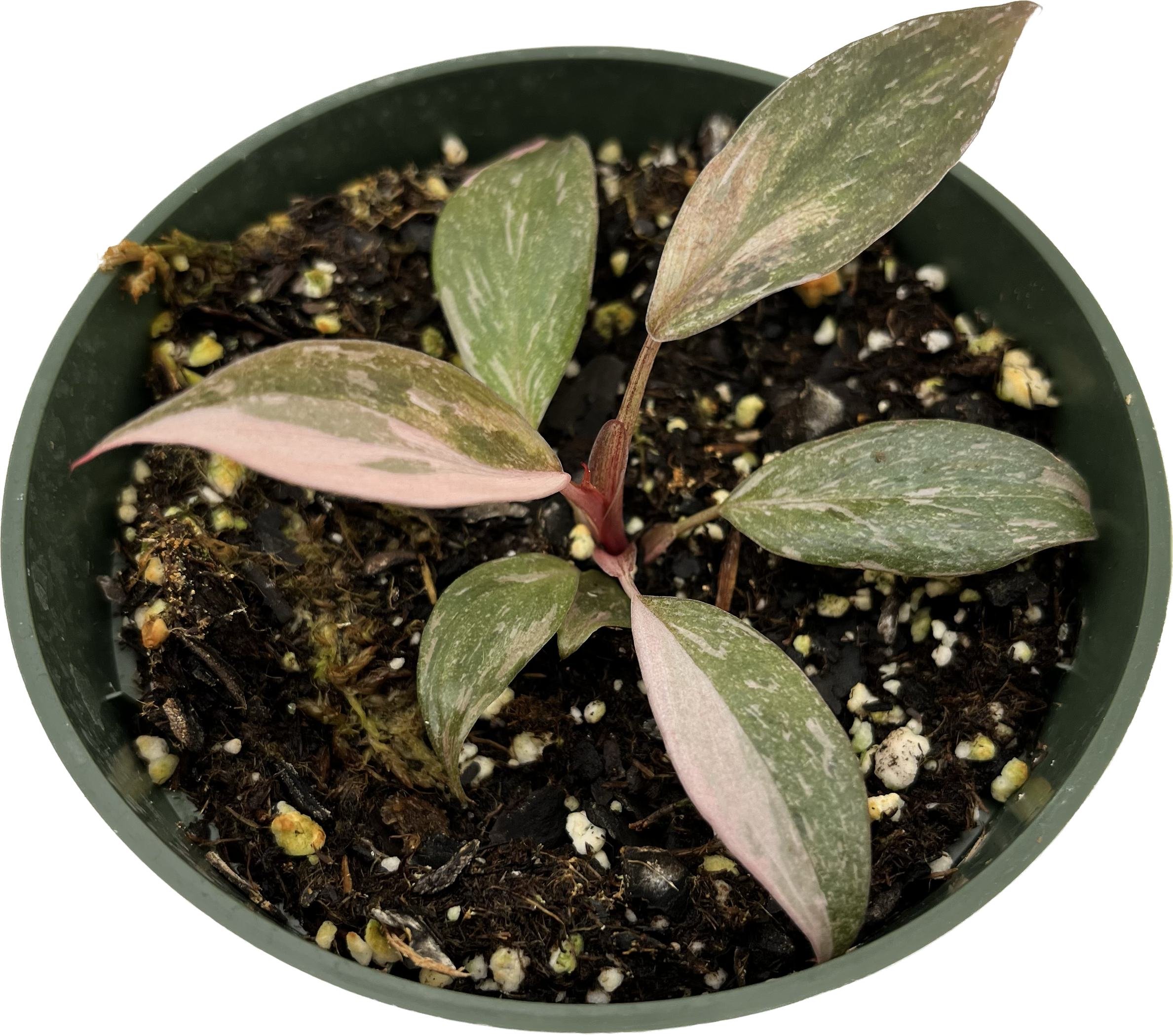 Philodendron Pink Princess 'Gold Dust' — Ecuagenera USA Corp