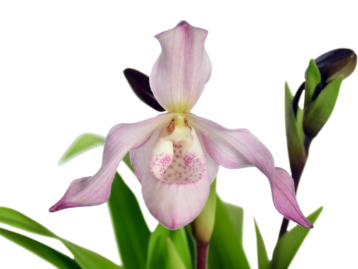 Phragmipedium Charlie Hanson — Ecuagenera USA Corp