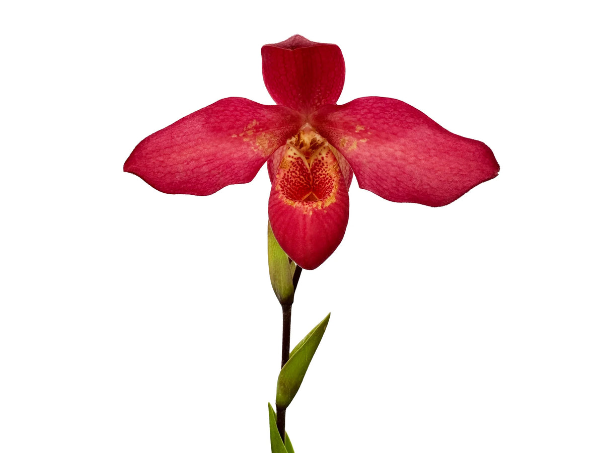 Phragmipedium Brigitte Fortin — Ecuagenera USA Corp