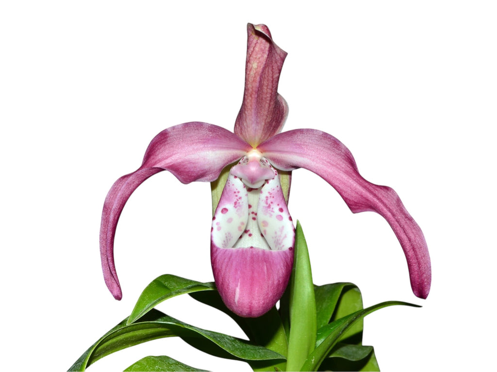 Phragmipedium — Ecuagenera USA Corp