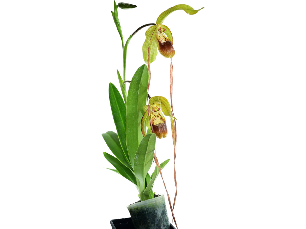 Phragmipedium Leslie Garay x Phragmipedium humboldtii 'Fortuna ...