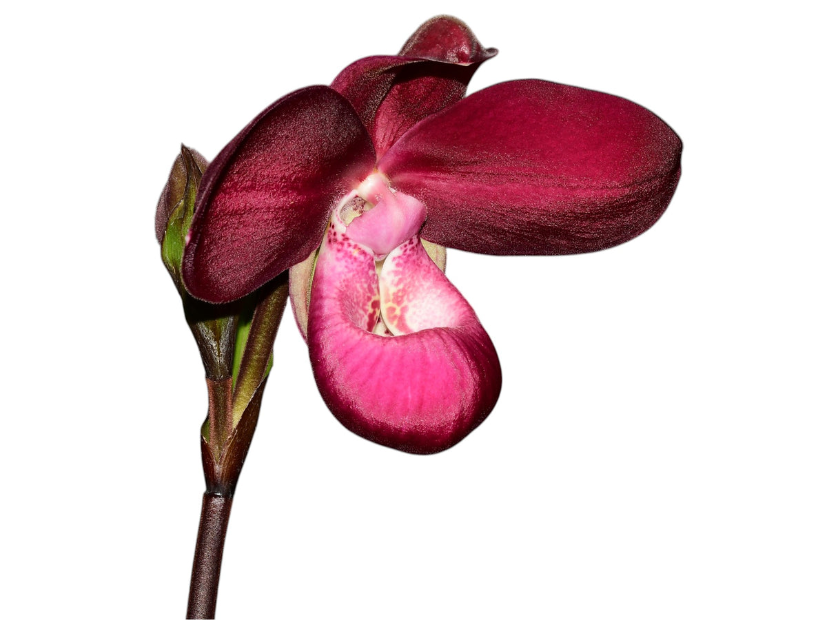 Phragmipedium Munekazu Ejiri - Premium Slipper Orchid Hybrid ...