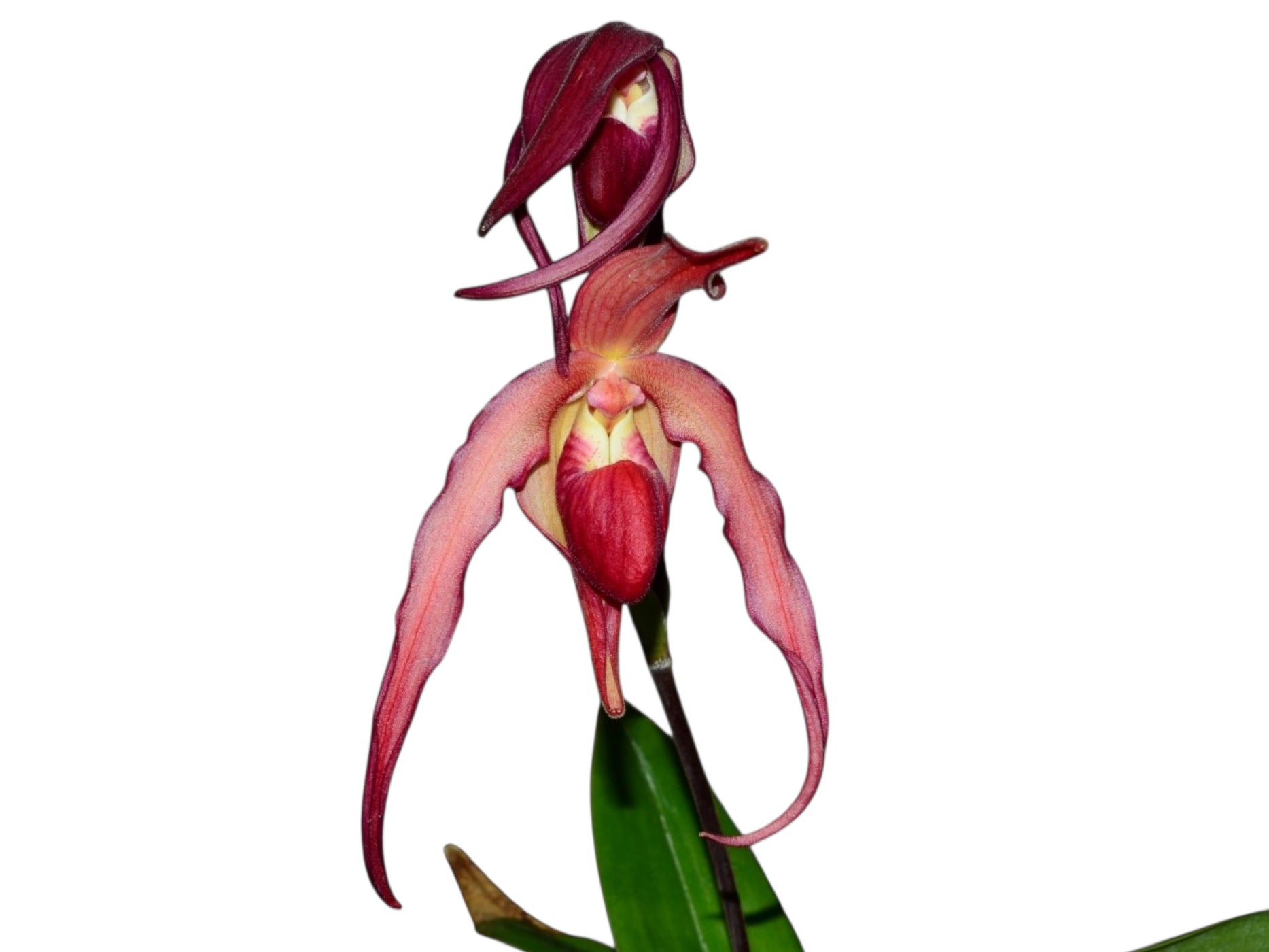 Phragmipedium Super Rubies - Dramatic Burgundy Slipper Orchid ...
