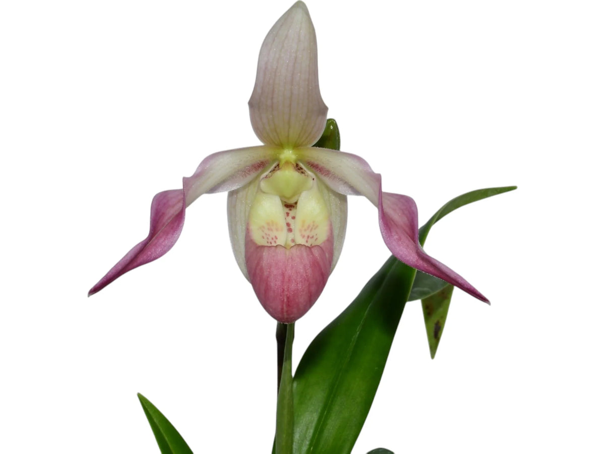 Phragmipedium Veitch - Elegant Striped Slipper Orchid | Ecuagenera USA ...