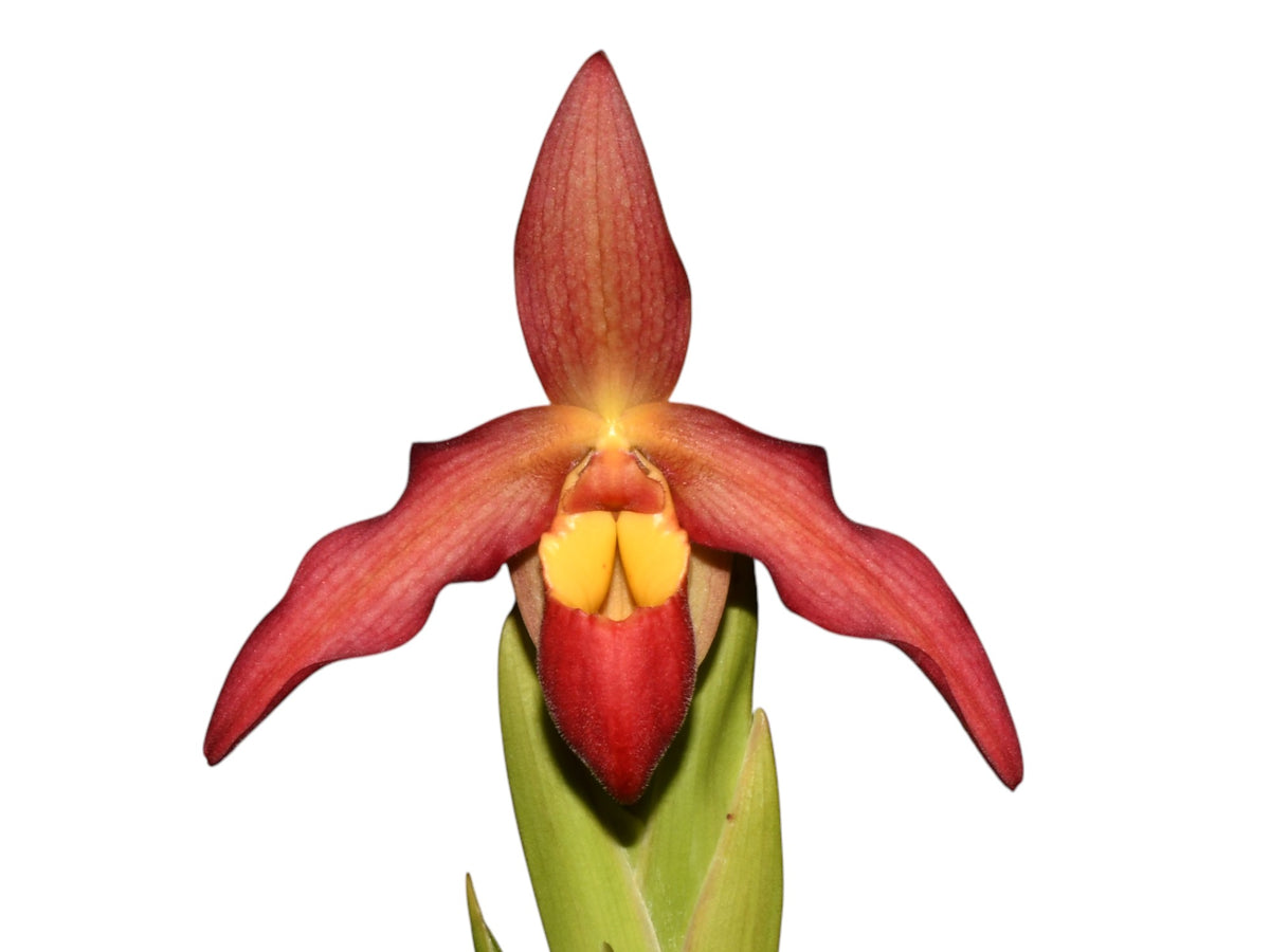 Phragmipedium Vittabess - Striking Coral-Red Slipper Orchid ...