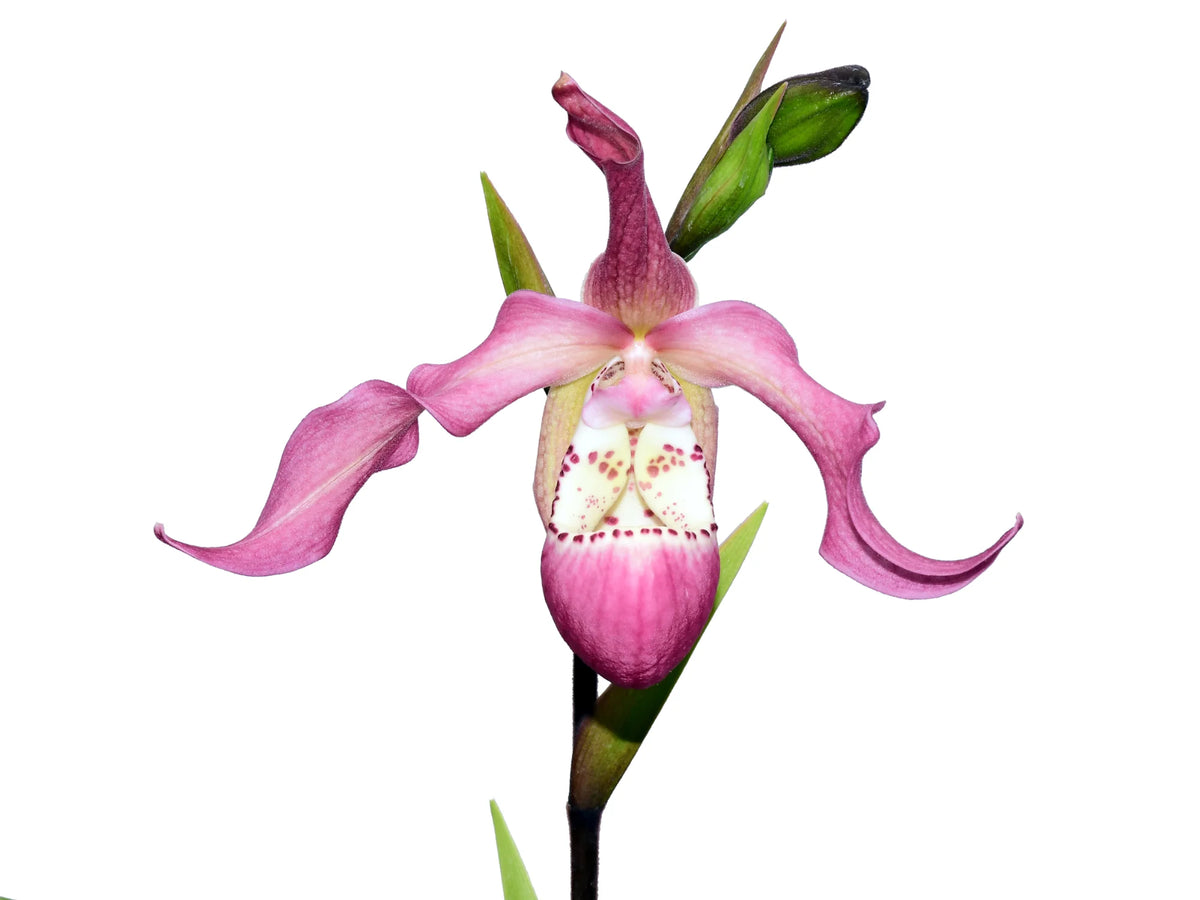 Phragmipedium Wayne Riggs - Premium Pink Slipper Orchid Hybrid ...