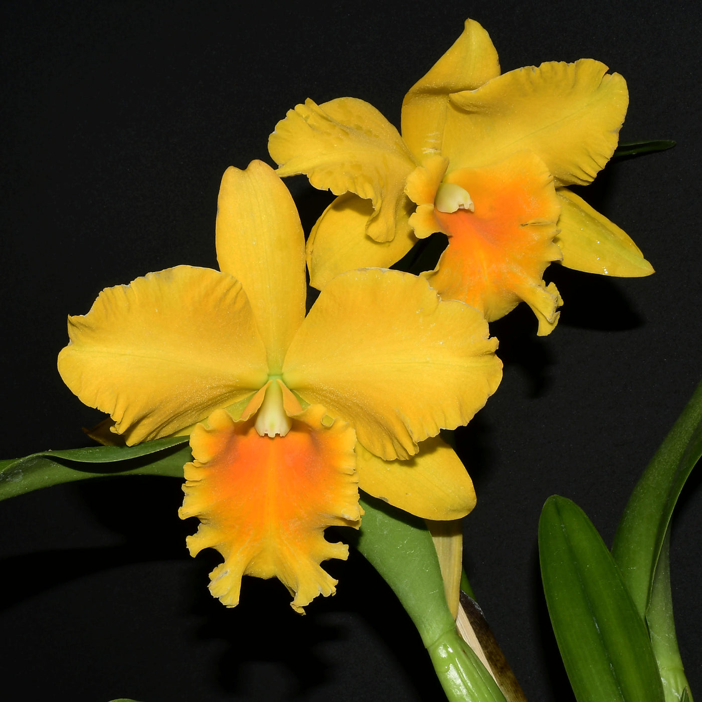 Rhyncattleanthe Haw Yuan Gold Yk#2 — Ecuagenera USA Corp