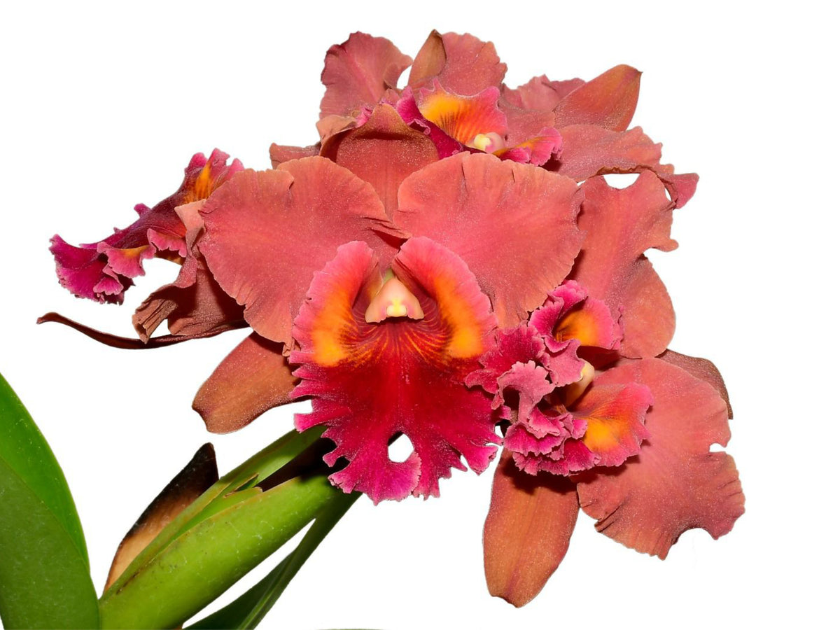 Rhyncholaeliocattleya Bob Crowder - Premium Hybrid Orchid — Ecuagenera ...