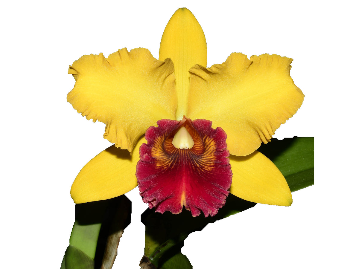 Rhyncholaeliocattleya Eugene Banziger — Ecuagenera USA Corp