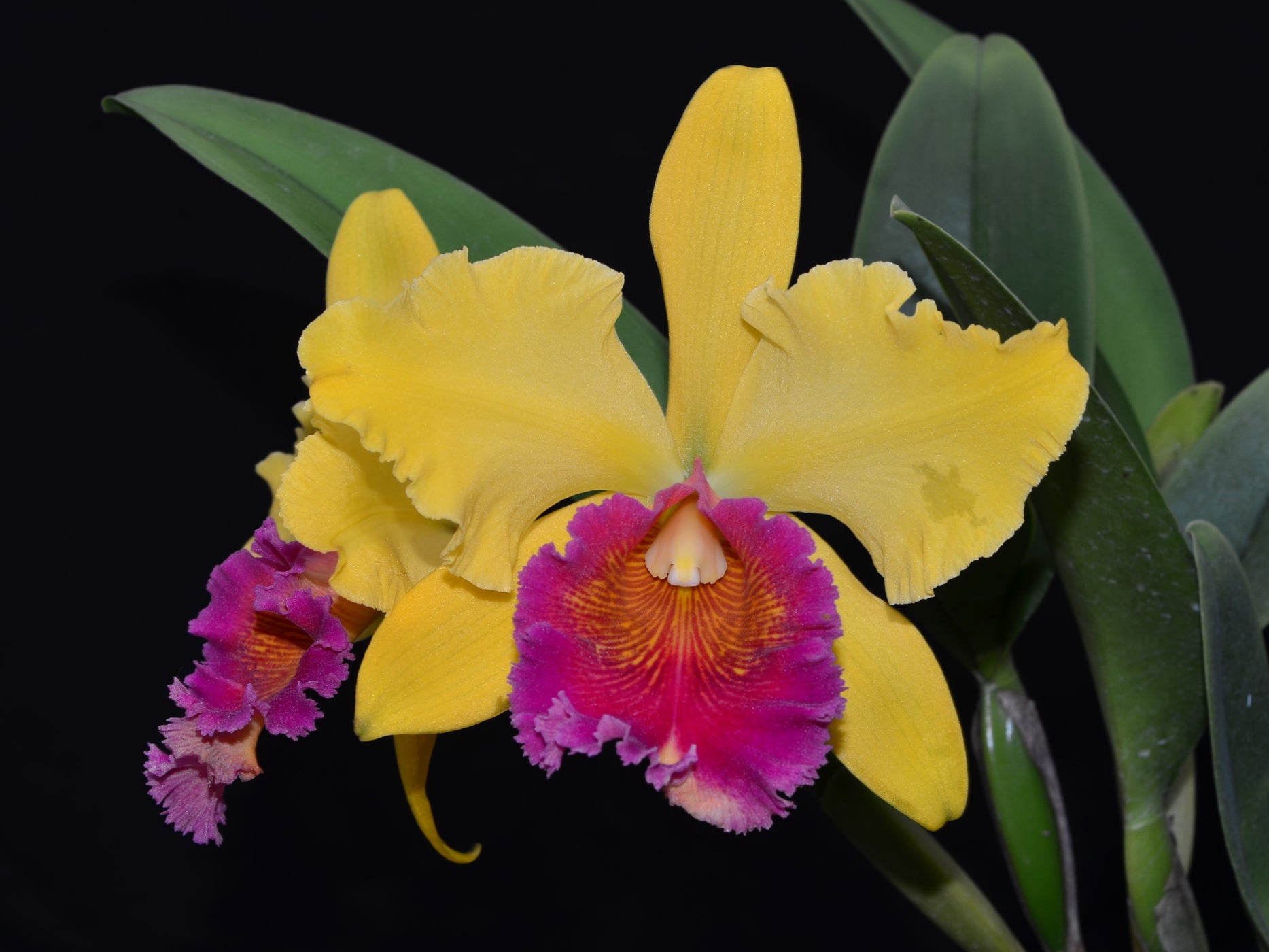 Rhyncholaeliocattleya Eugene Banziger — Ecuagenera USA Corp