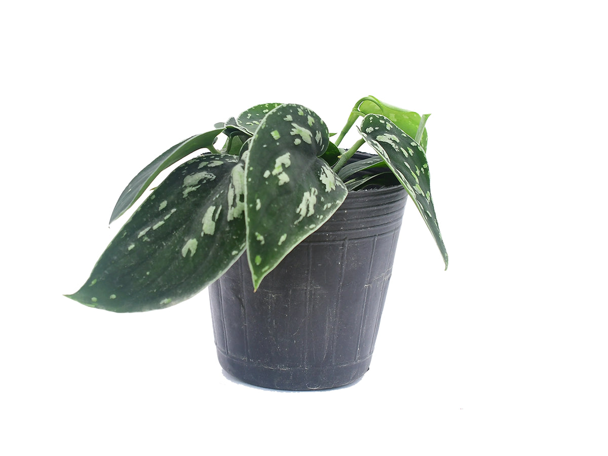 Scindapsus pictus 'Tricolor' - Satin Pothos | Silver Variegated ...