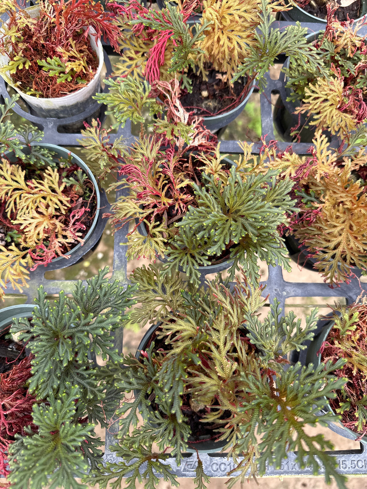 Selaginella erythropus 'Ruby Red' - Vibrant Red Spike Moss — Ecuagenera ...