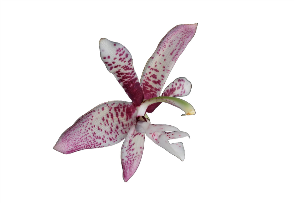 Houhopea Wayne Riggs — Ecuagenera USA Corp