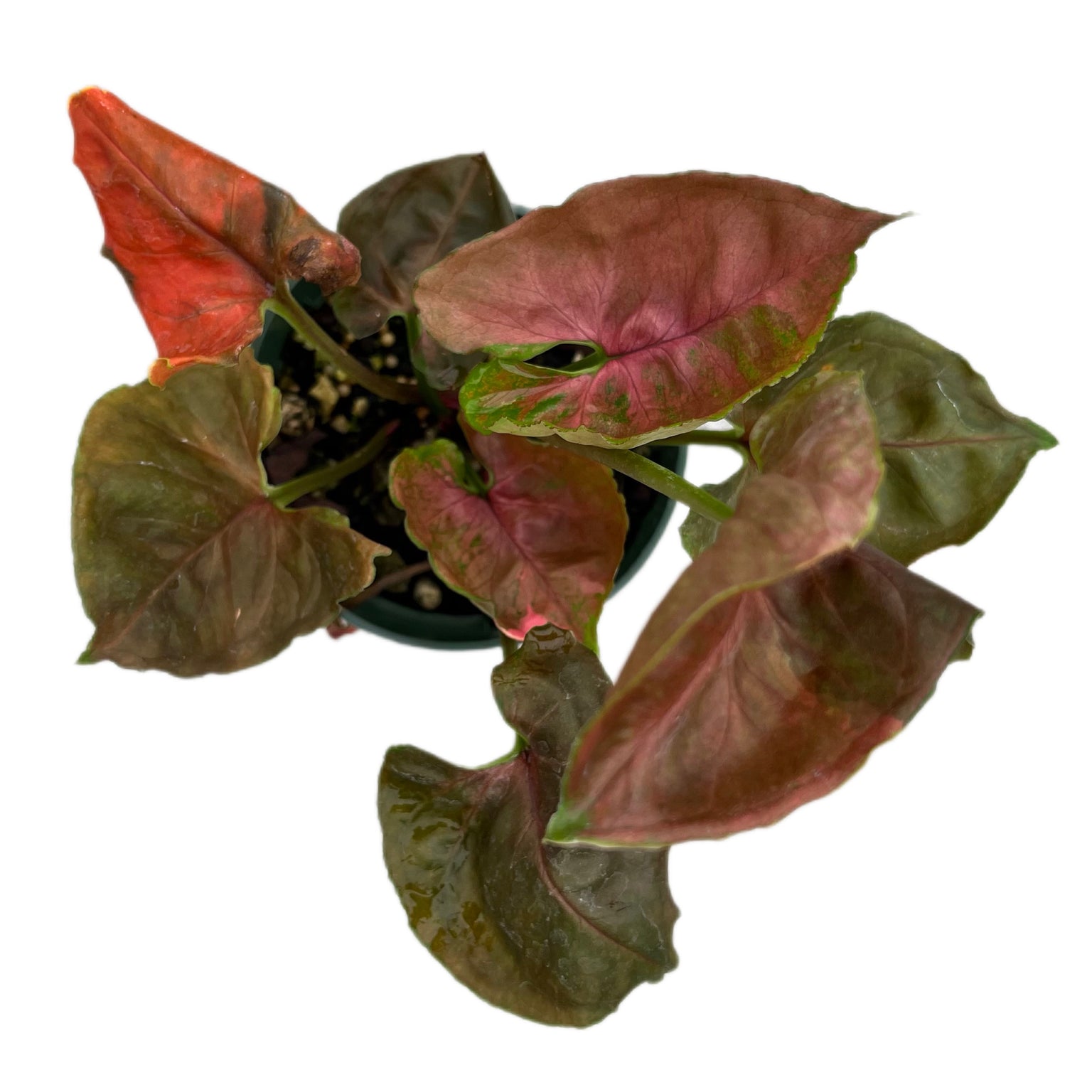 Aroids — Ecuagenera USA Corp
