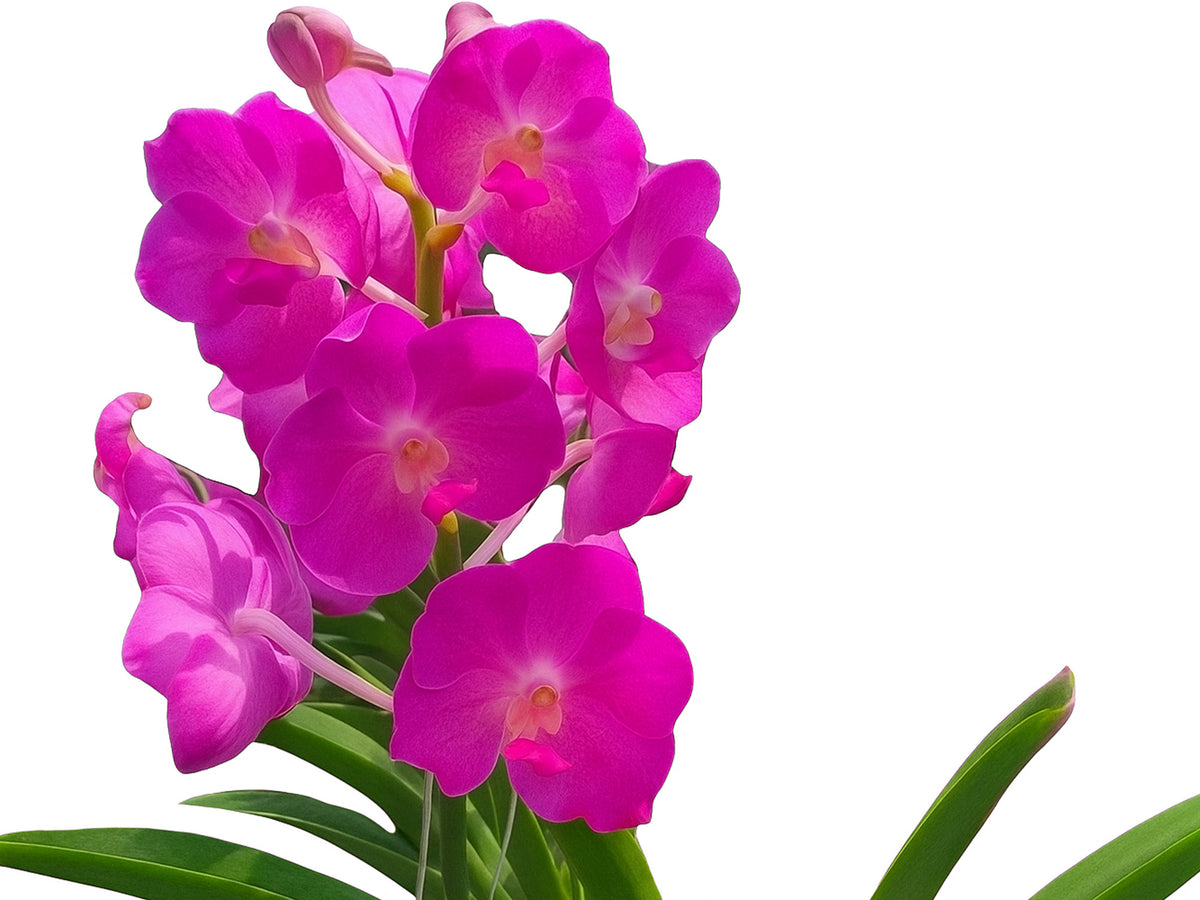 Vanda Brighton Sunset x Pin River - Warm-Toned Orchid Hybrid ...