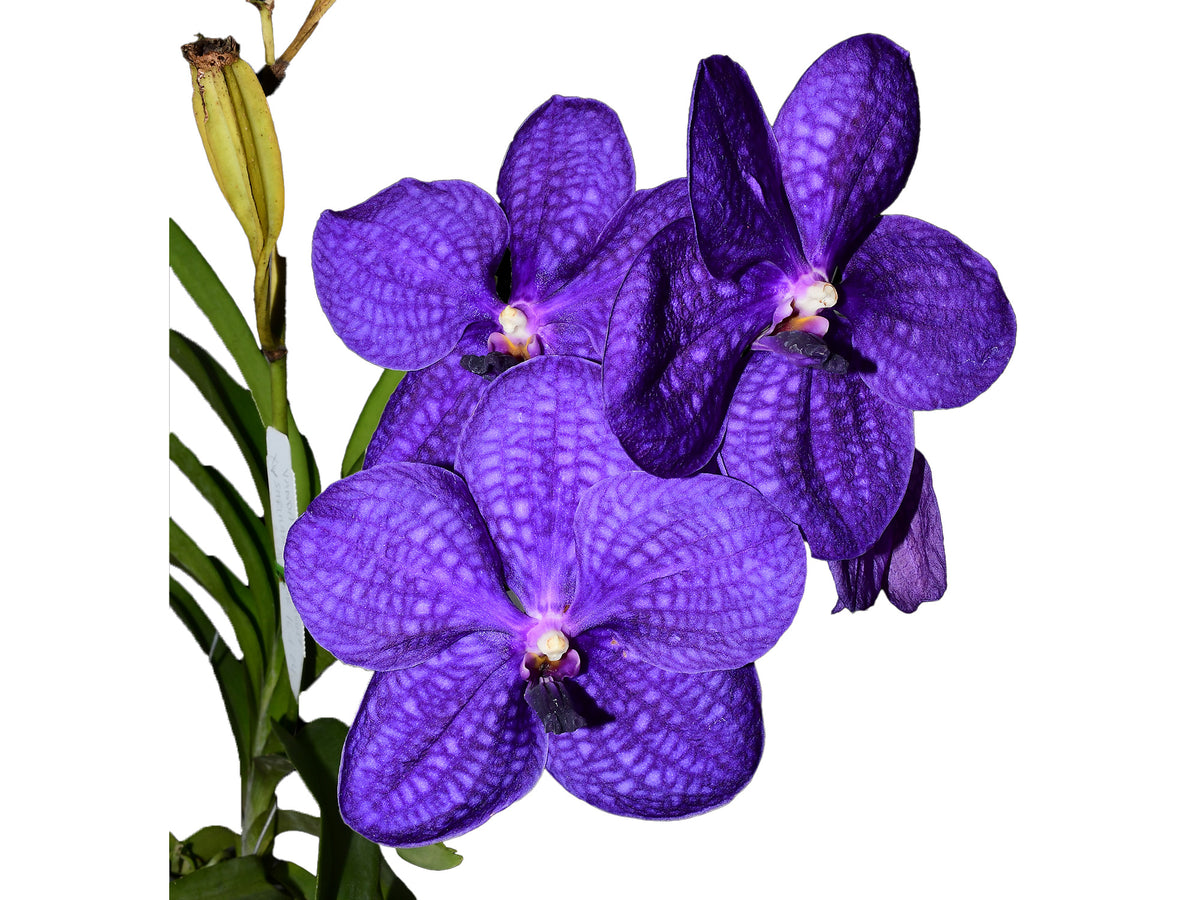 Vanda Pachara Delight - Vibrant Tessellated Orchid Hybrid | Ecuagenera ...