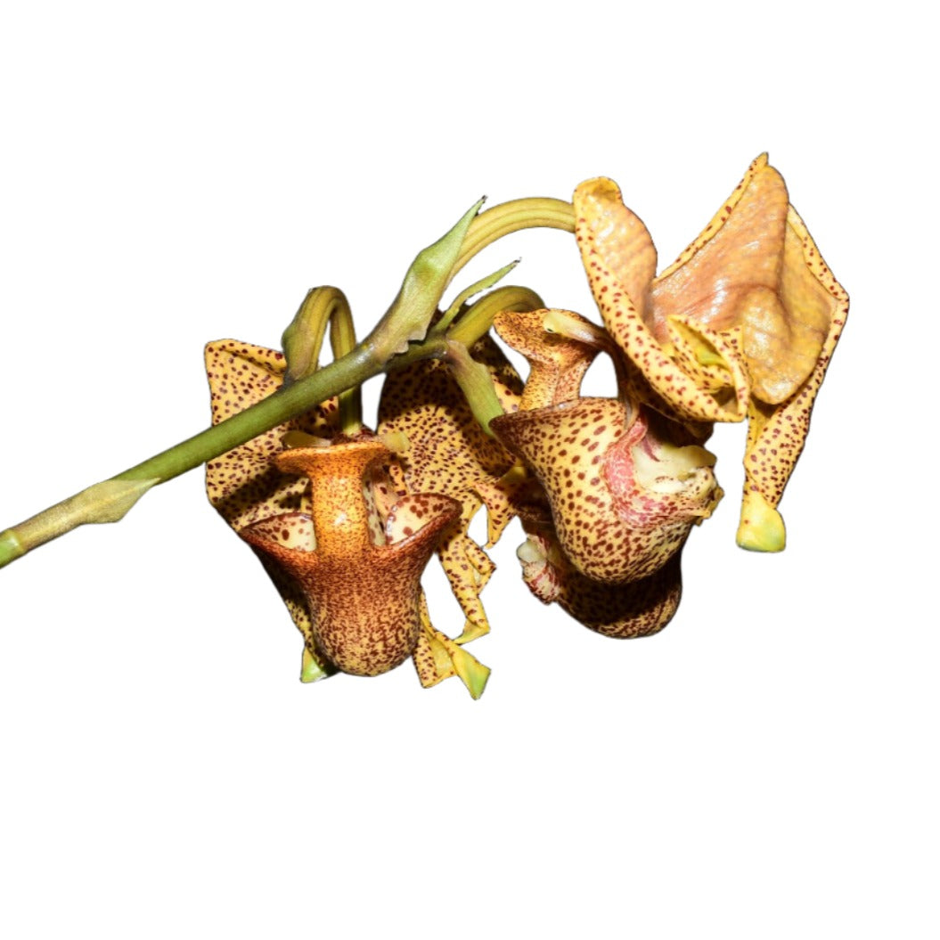 Coryanthes elegantium - Rare Bucket Orchid Species — Ecuagenera USA Corp