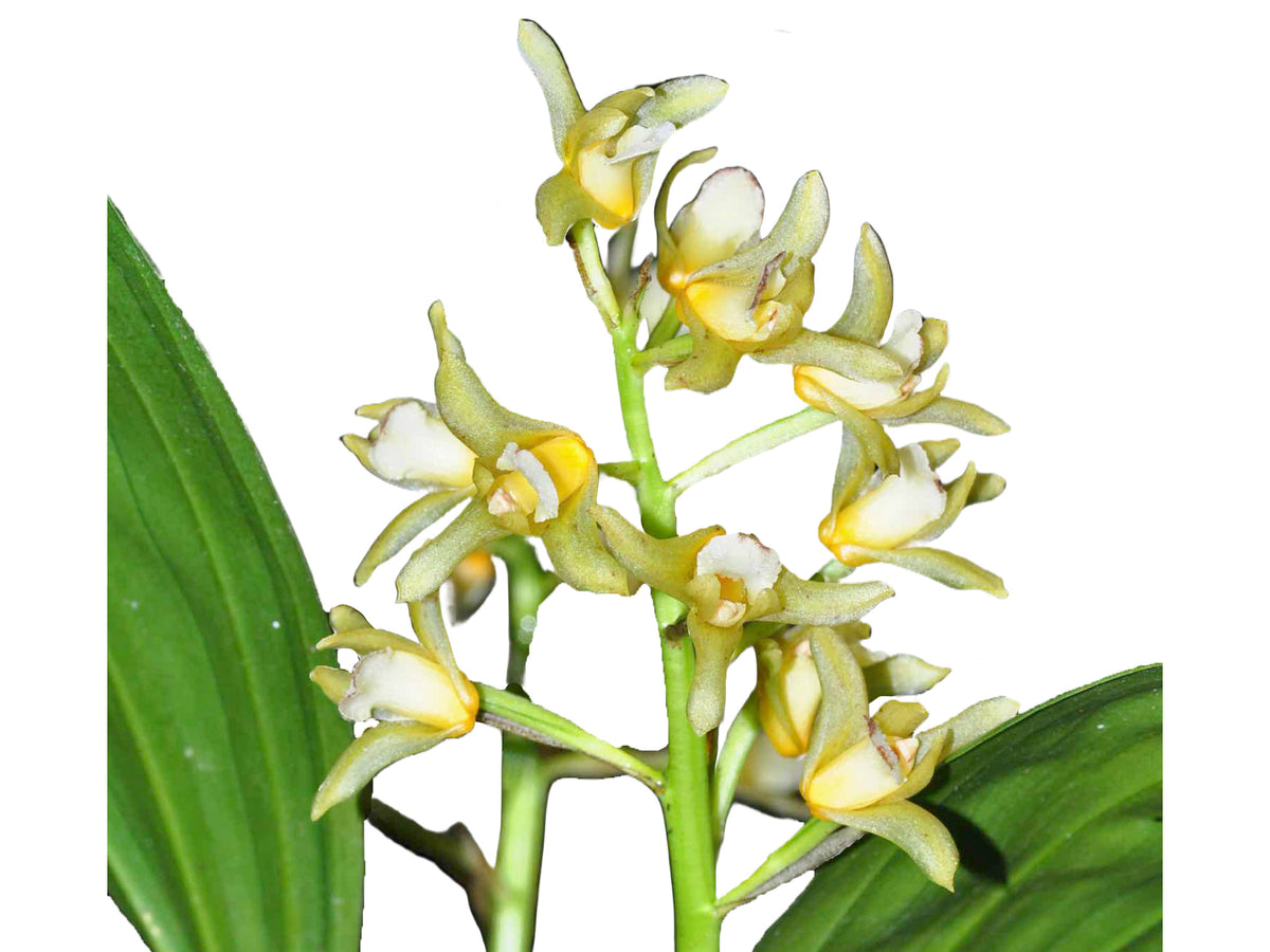 Xylobium pallidiflorum — Ecuagenera USA Corp