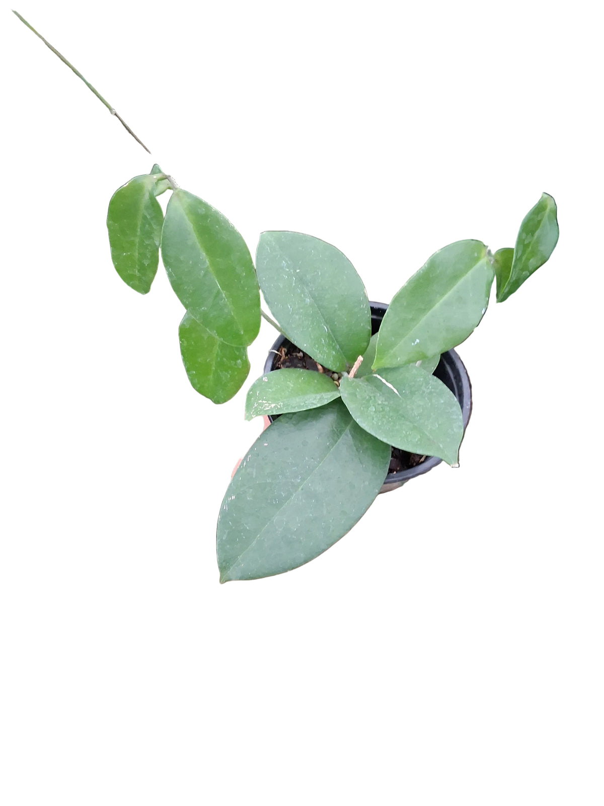 Hoya sp Skow — Ecuagenera USA Corp