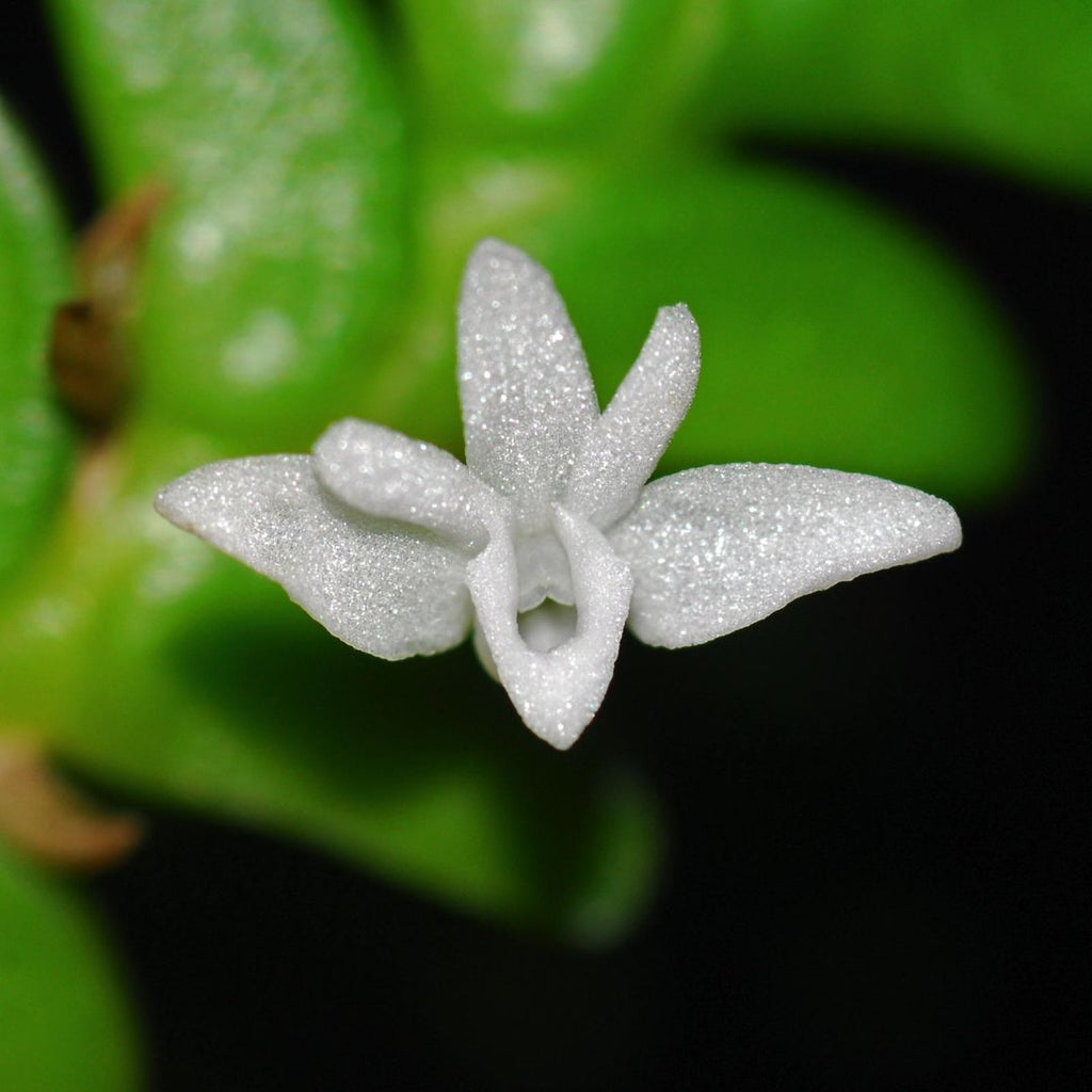 Angraecum — Ecuagenera USA Corp