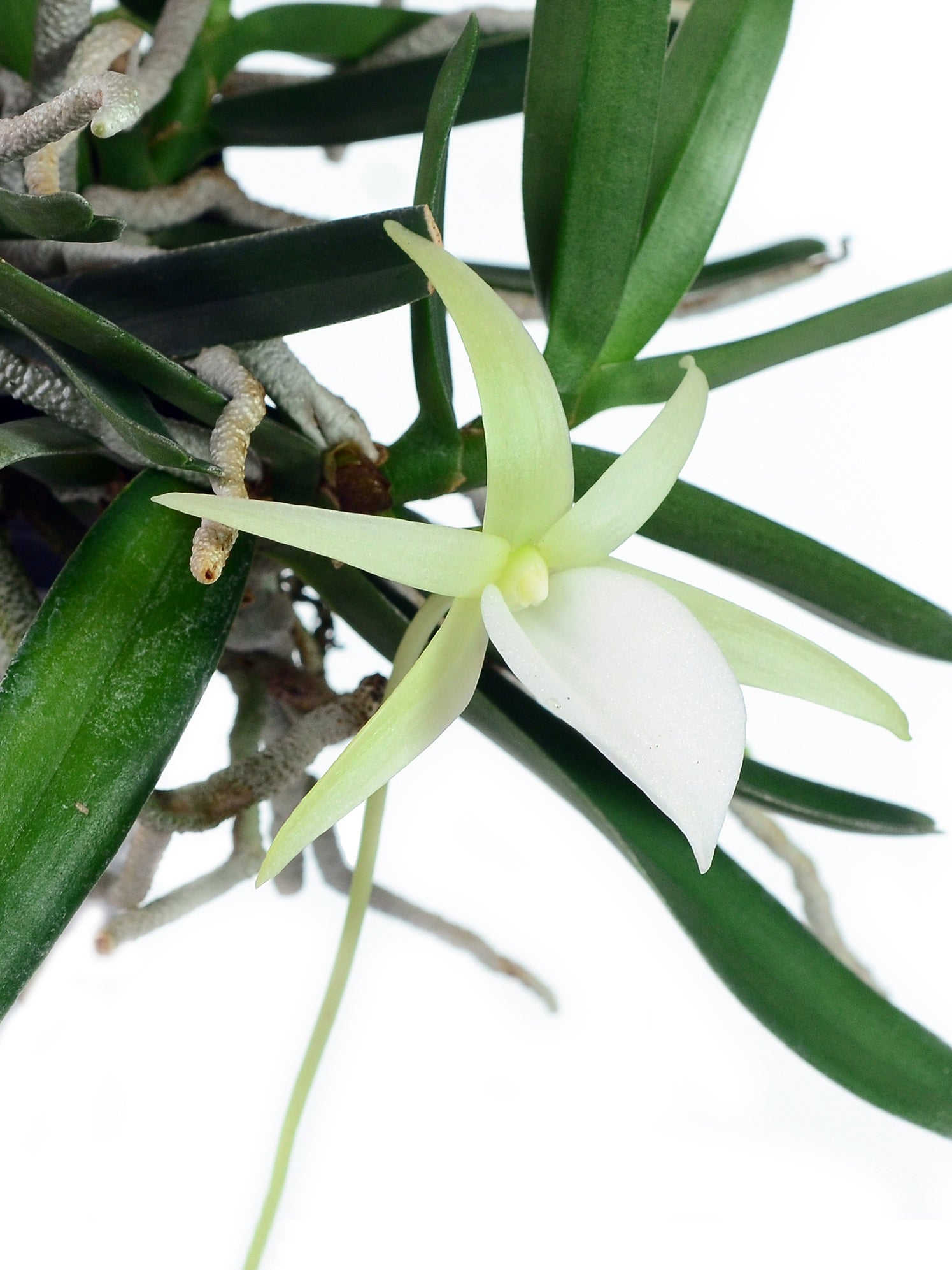 Angraecum — Ecuagenera USA Corp