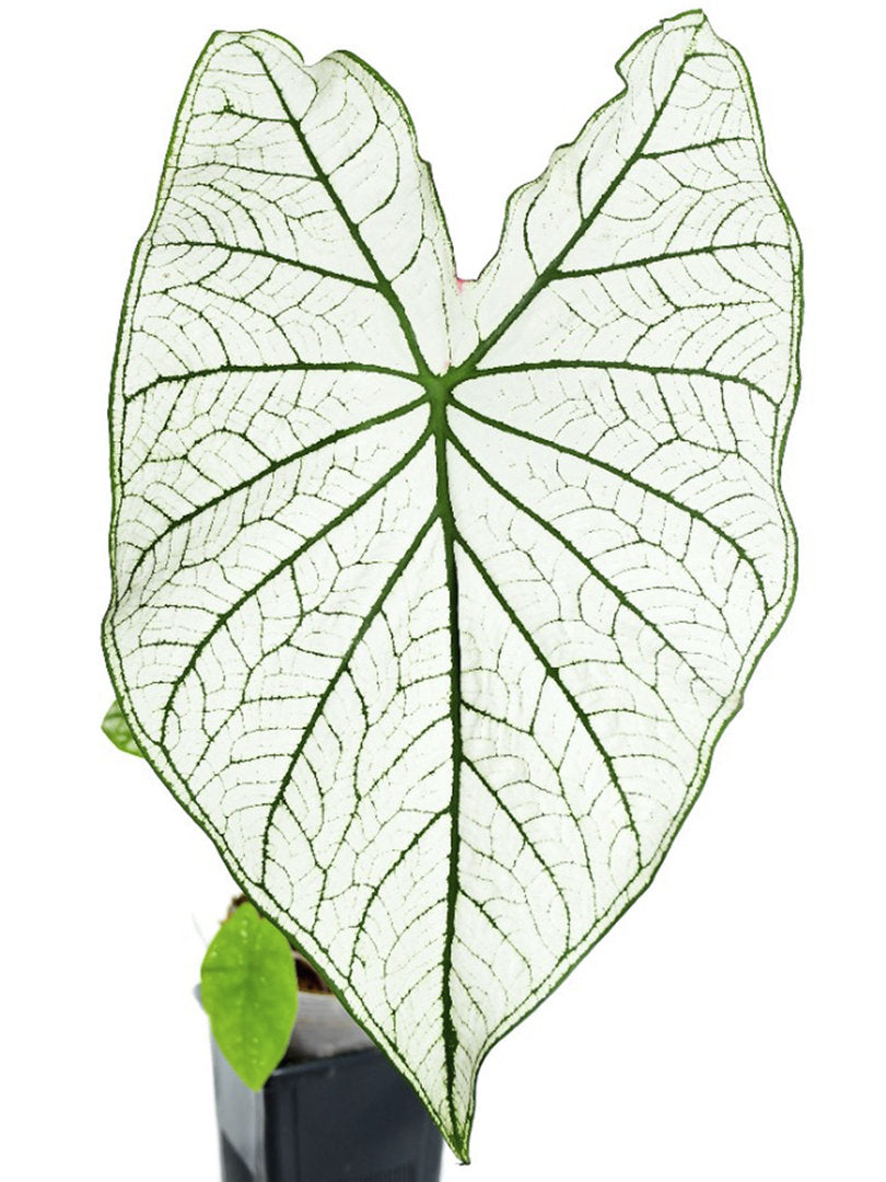 Caladium candidum - Elegant Arrow-Shaped Leaves with White Veining ...