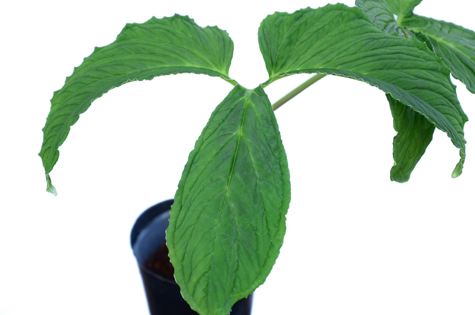 Chlorospatha corrugata — Ecuagenera USA Corp