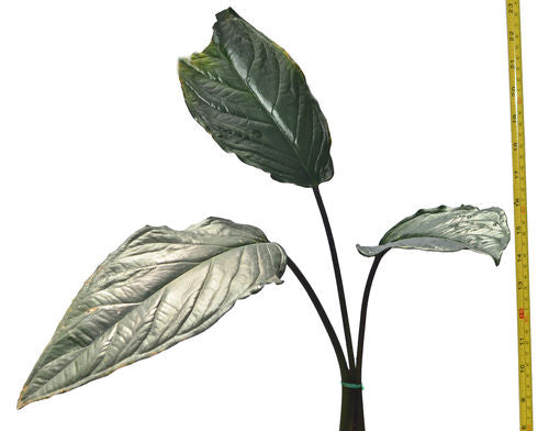 Chlorospatha feuersteiniae — Ecuagenera USA Corp