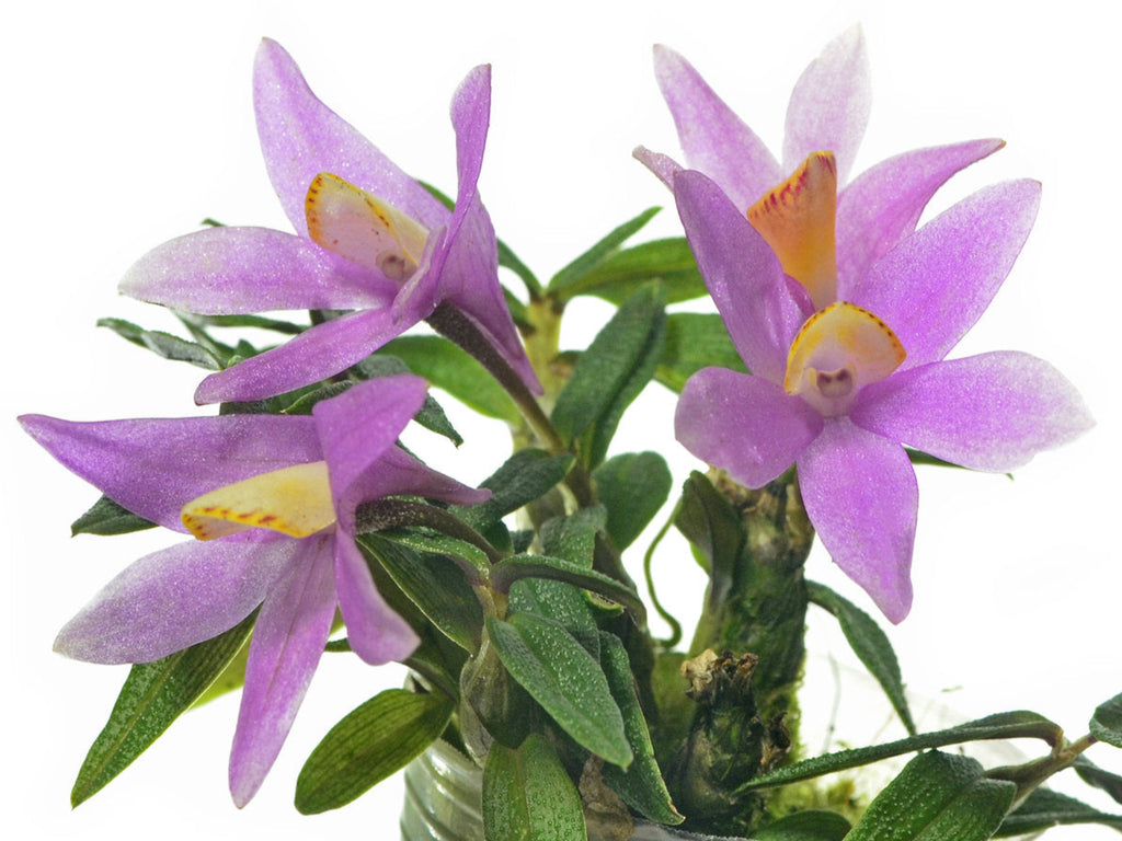 Dendrobium — Ecuagenera USA Corp