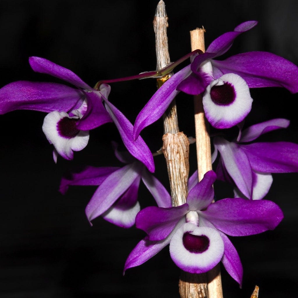 Dendrobium — Ecuagenera USA Corp