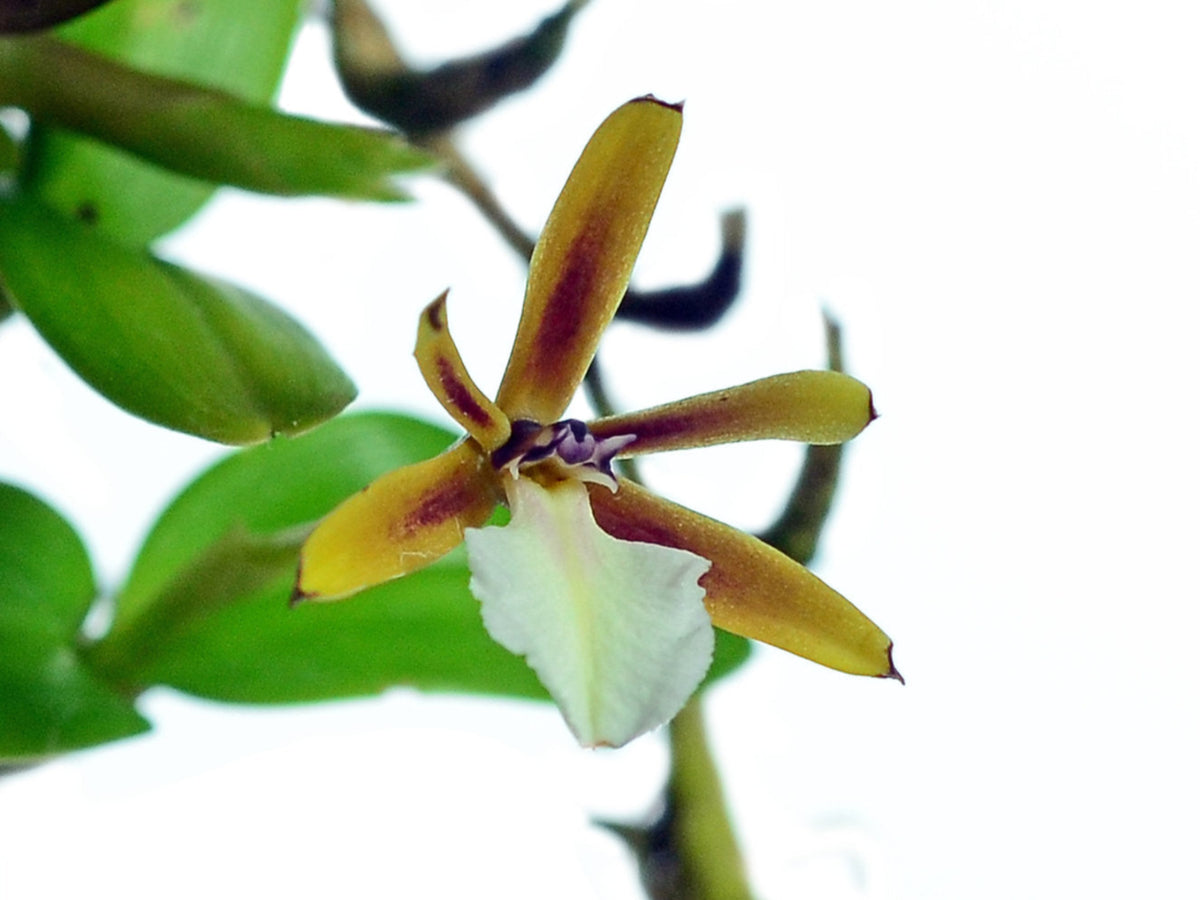 Dinema polybulbon - Miniature Fragrant Orchid Species — Ecuagenera USA Corp