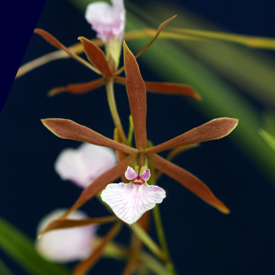 Encyclia — Ecuagenera USA Corp