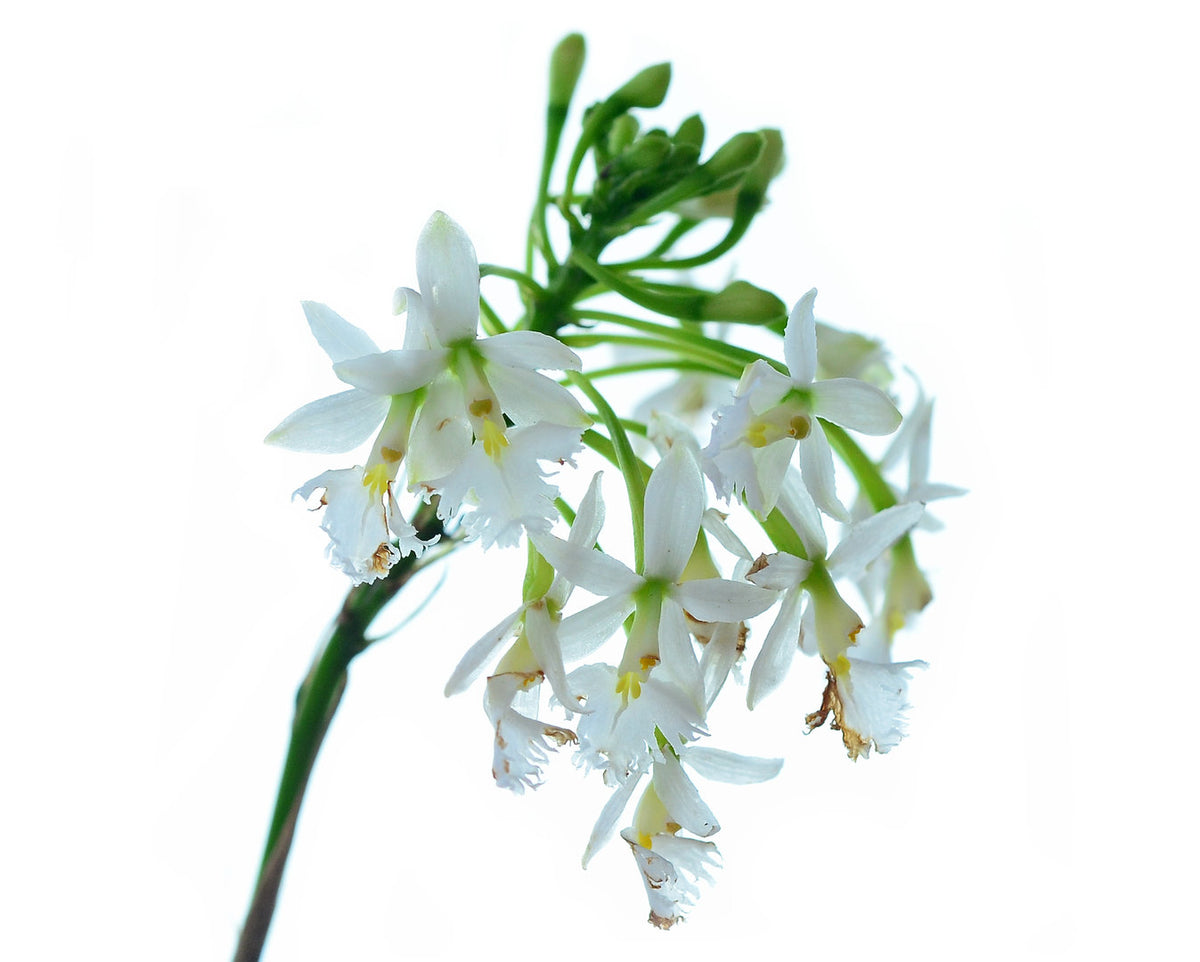 Epidendrum calanthum alba — Ecuagenera USA Corp