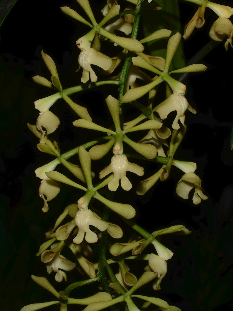 Epidendrum coronatum — Ecuagenera USA Corp