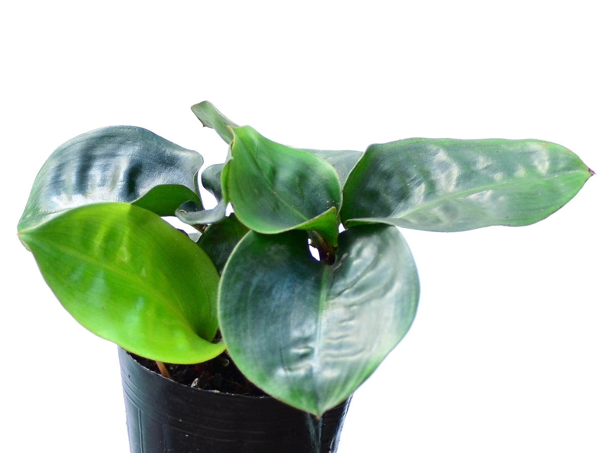 Geogenanthus sp Taisha — Ecuagenera USA Corp