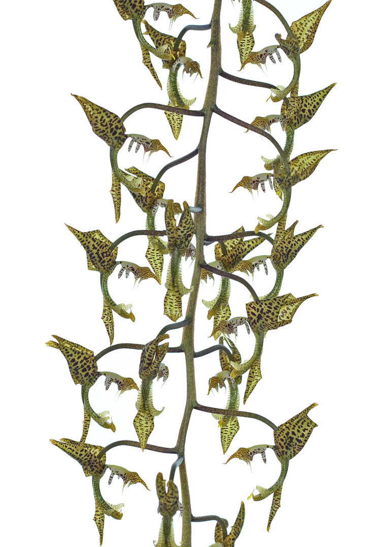 Orchids — Ecuagenera USA Corp